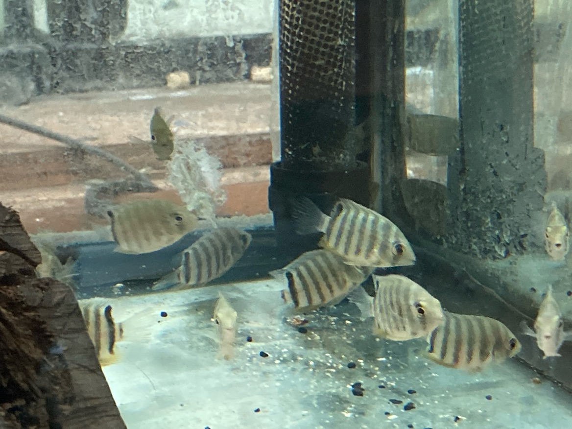 Freshwater Tropical Fish For Aquariums: Red Shoulder Severum Cichlid ...