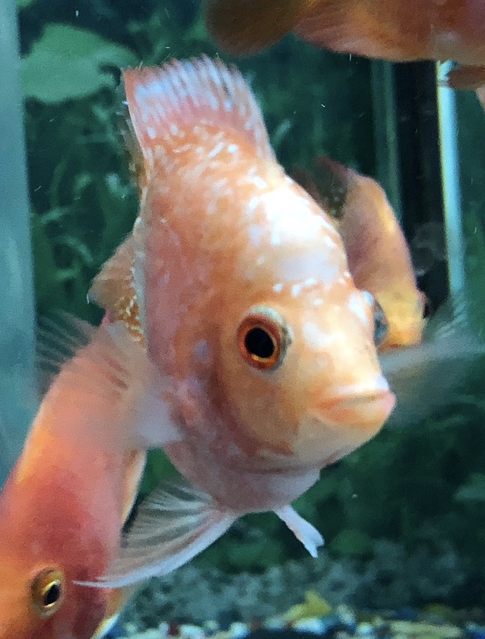 Hybrid Cichlids For Sale: Golden Red Pearl Parrot Fish "Flowerhorn ...