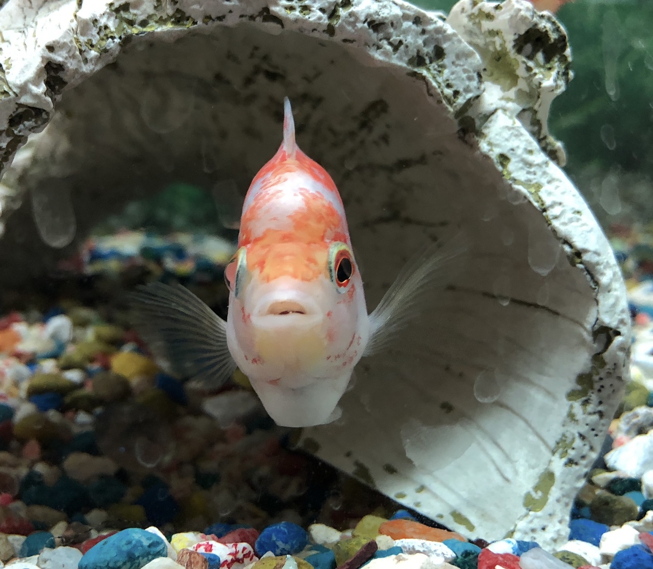 Hybrid Cichlids For Sale: Golden Red Pearl Parrot Fish "Flowerhorn ...