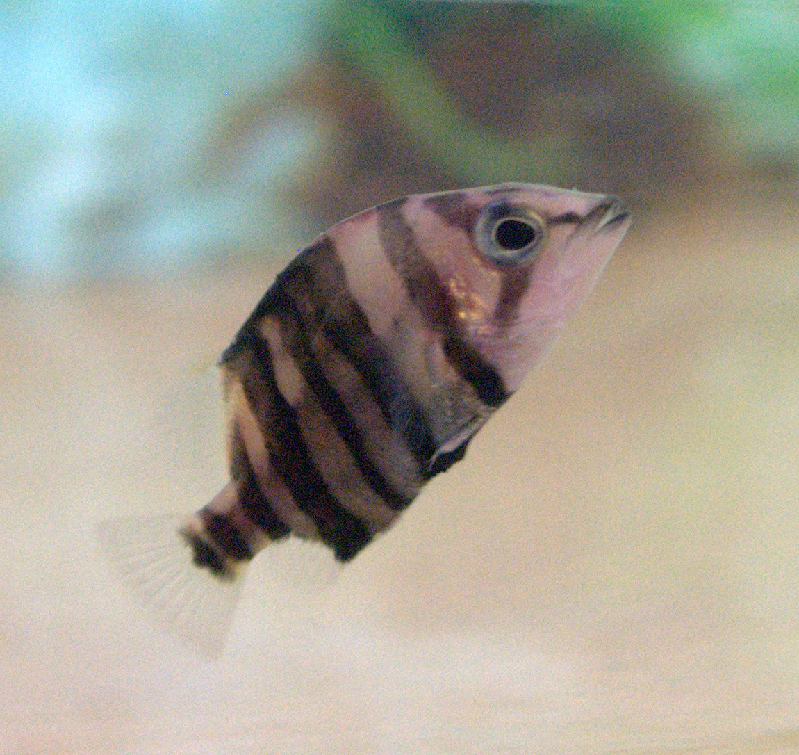 Freshwater Tropical Fish: Indonesian Tigerfish Datnoid - Datnoid Microlepis