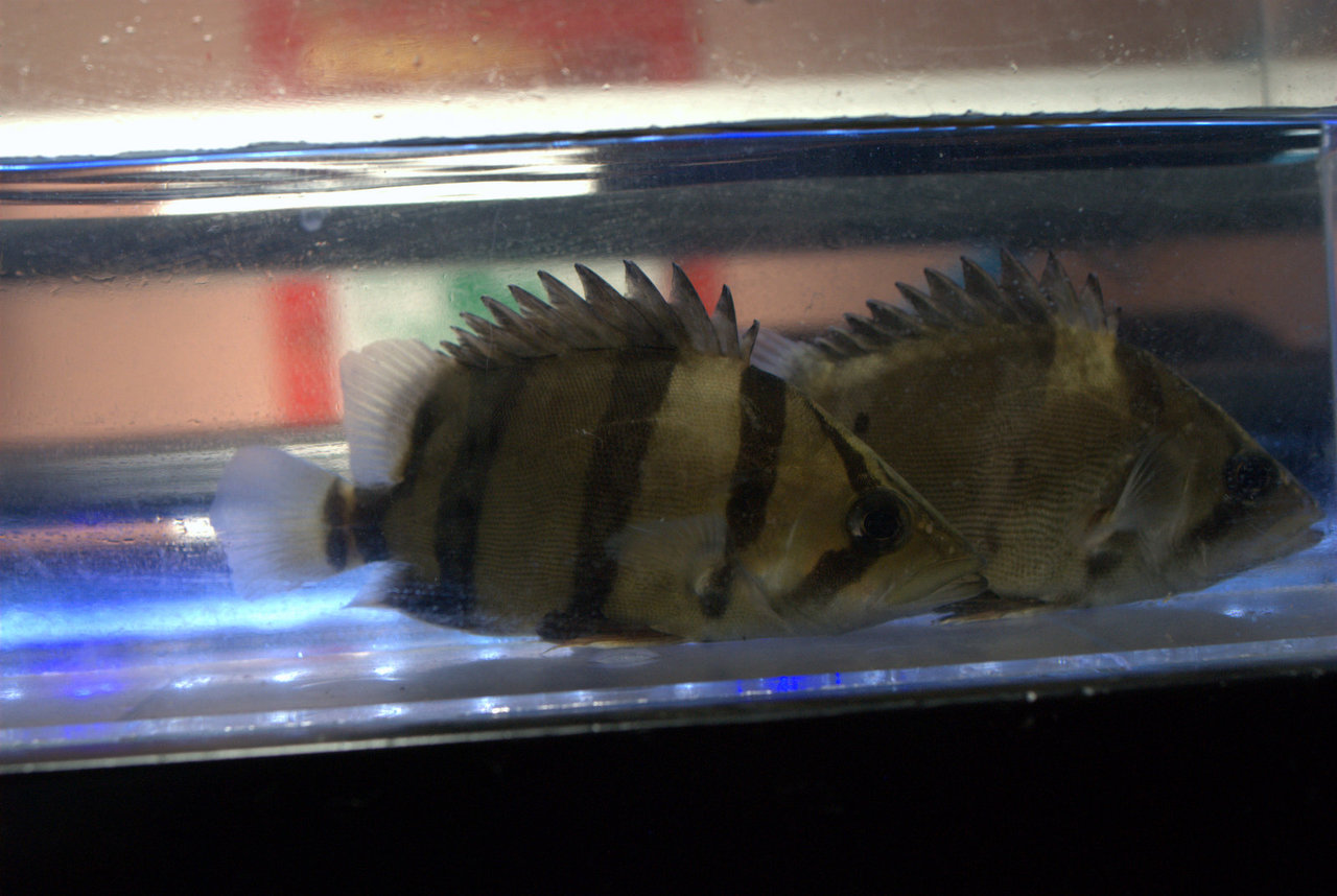 Tropical Fish For Freshwater Aquarium: Thin Bar Datnoid, NTT Datnoid