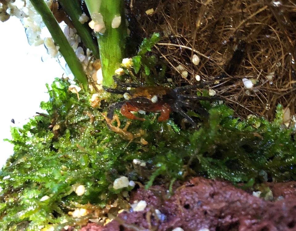 Freshwater Inverts: Purple Vampire Crab - Geosesarma Bogorensis ...