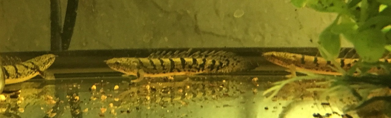 Freshwater Fish For Sale: Delhezi Bichir - Polypterus Delhezi