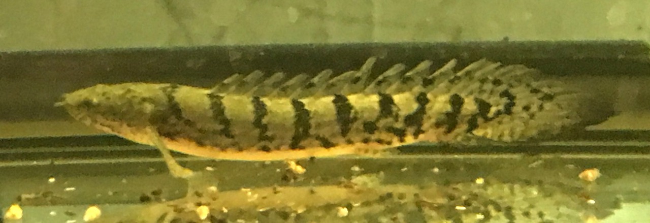 Freshwater Fish For Sale: Delhezi Bichir - Polypterus Delhezi