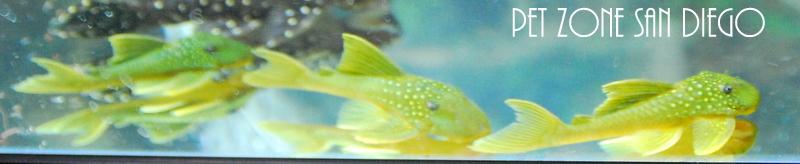 Plecostomus Fish: L200 Green Phantom Pleco, Large