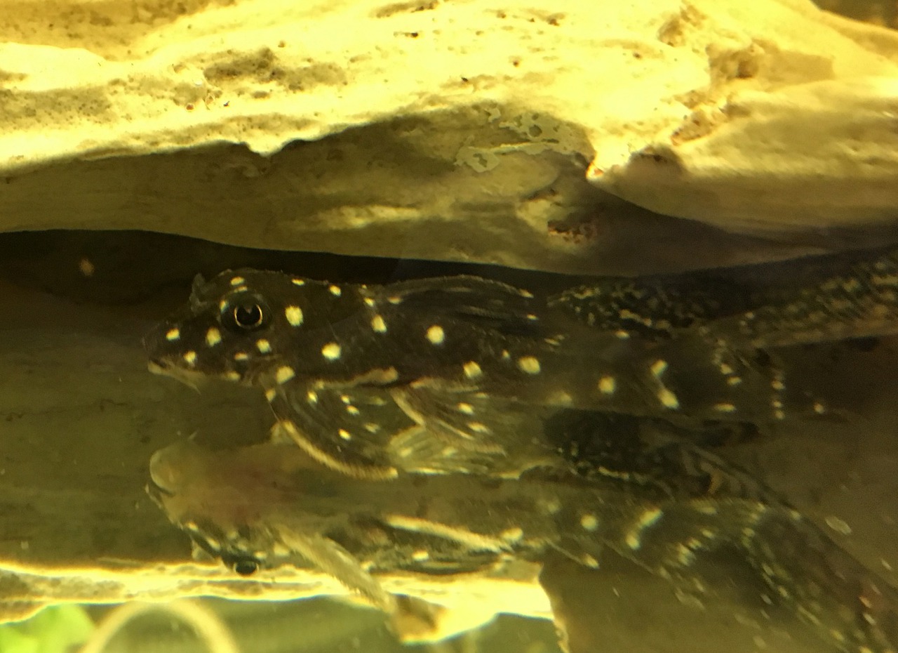 Tropical Fish For Freshwater Aquariums: L201 Orinoco Angel Pleco ...