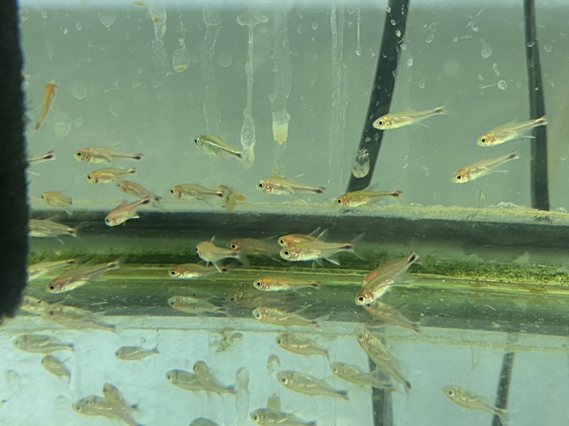 Freshwater Tropical Fish: RUBY TETRA (AXELRODIA RIESEI)