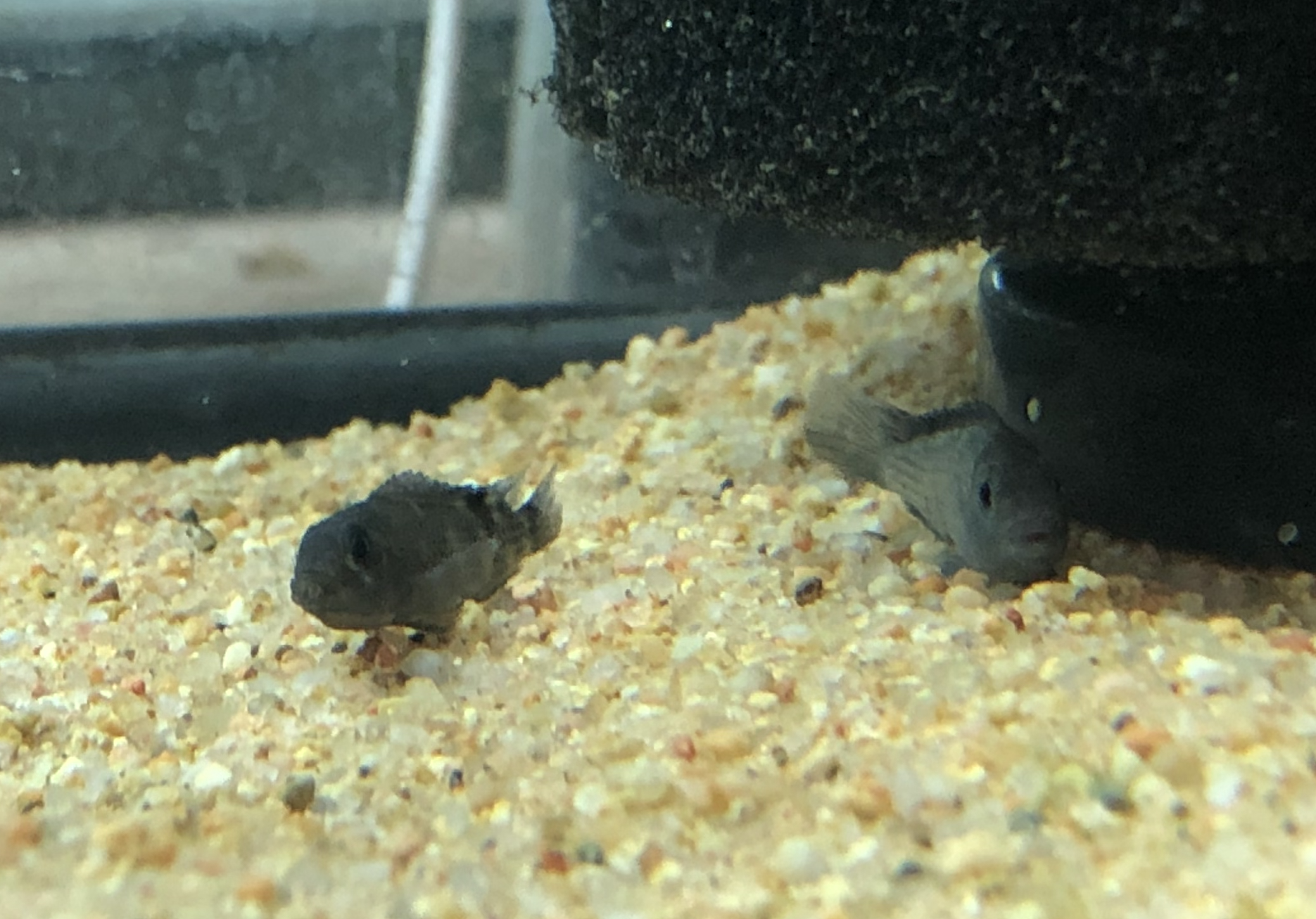 Freshwater Tropical Fish For Aquariums: Buffalohead Cichlid ...