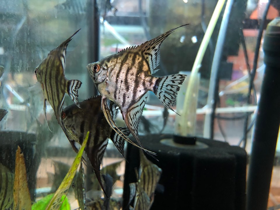 Freshwater Fish For Sale: Zebra Lace Angel - Pterophyllum Scalare