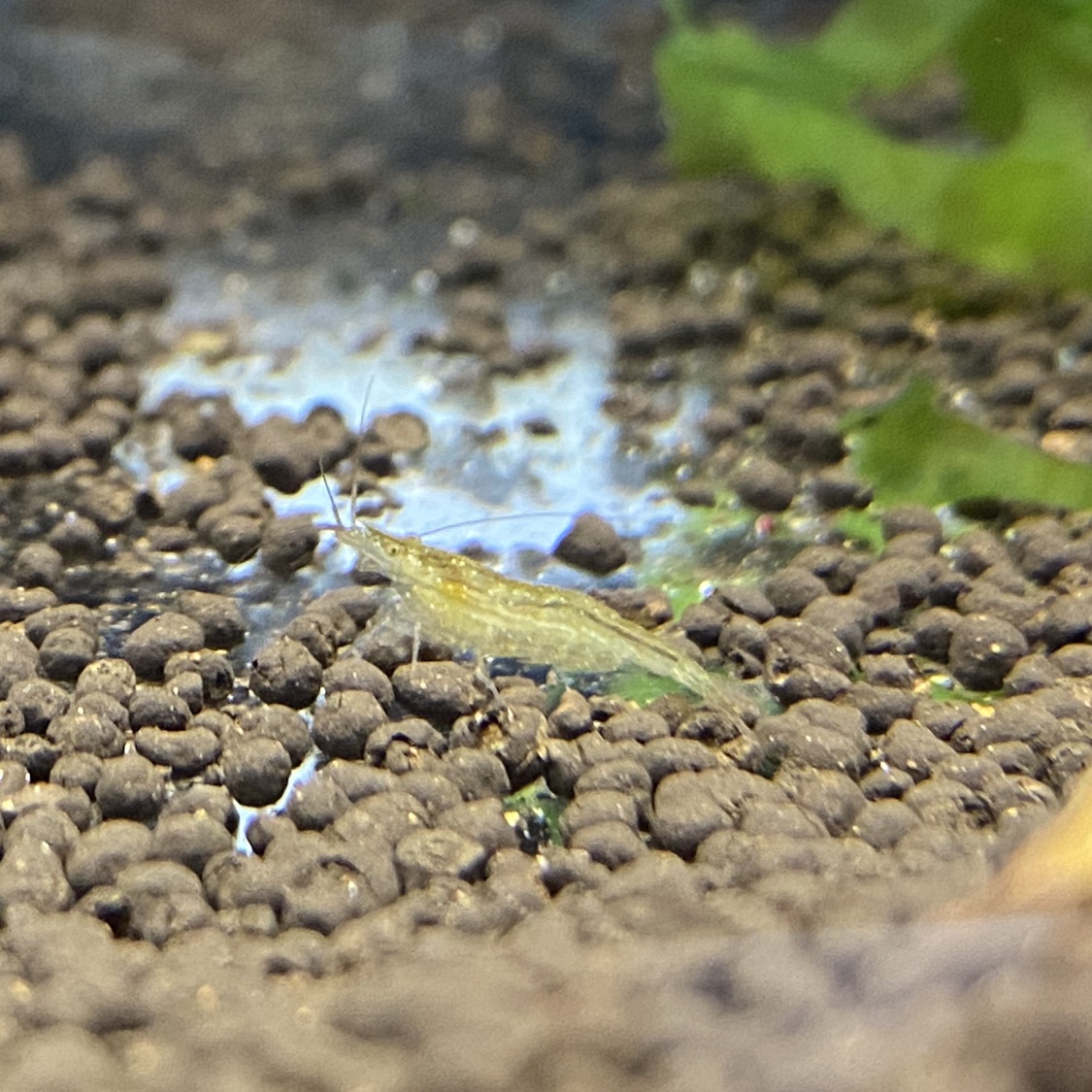 Tropical Inverts For Freshwater Aquariums: BABAULTI GREEN SHRIMP ...