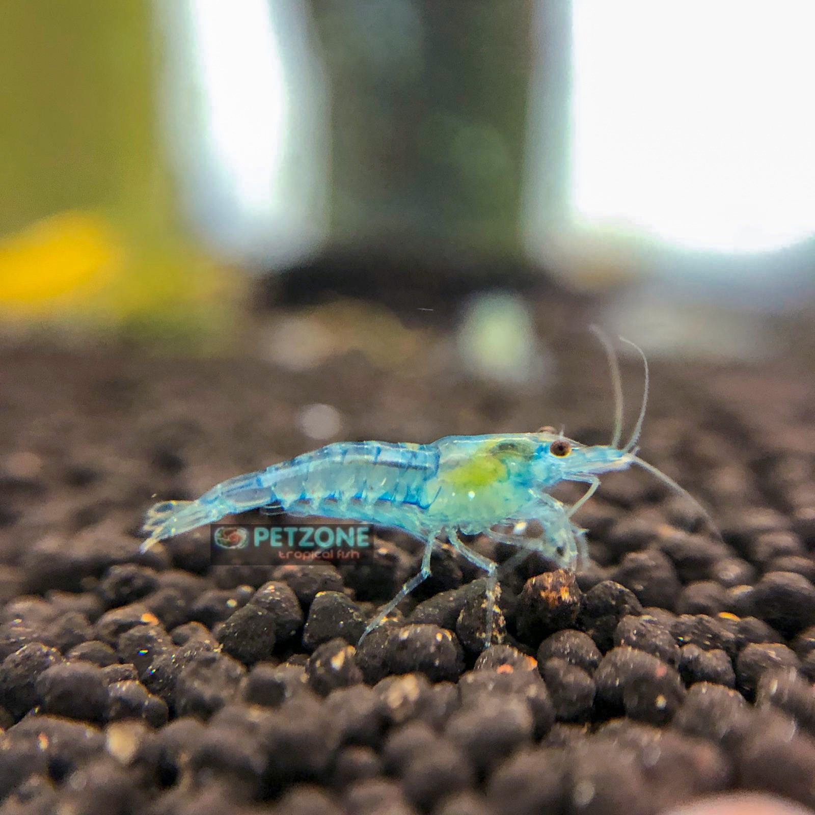 Blue Freshwater Shrimp