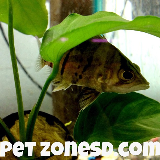 Freshwater Tropical Fish: Indonesian Tigerfish Datnoid - Datnoid Microlepis