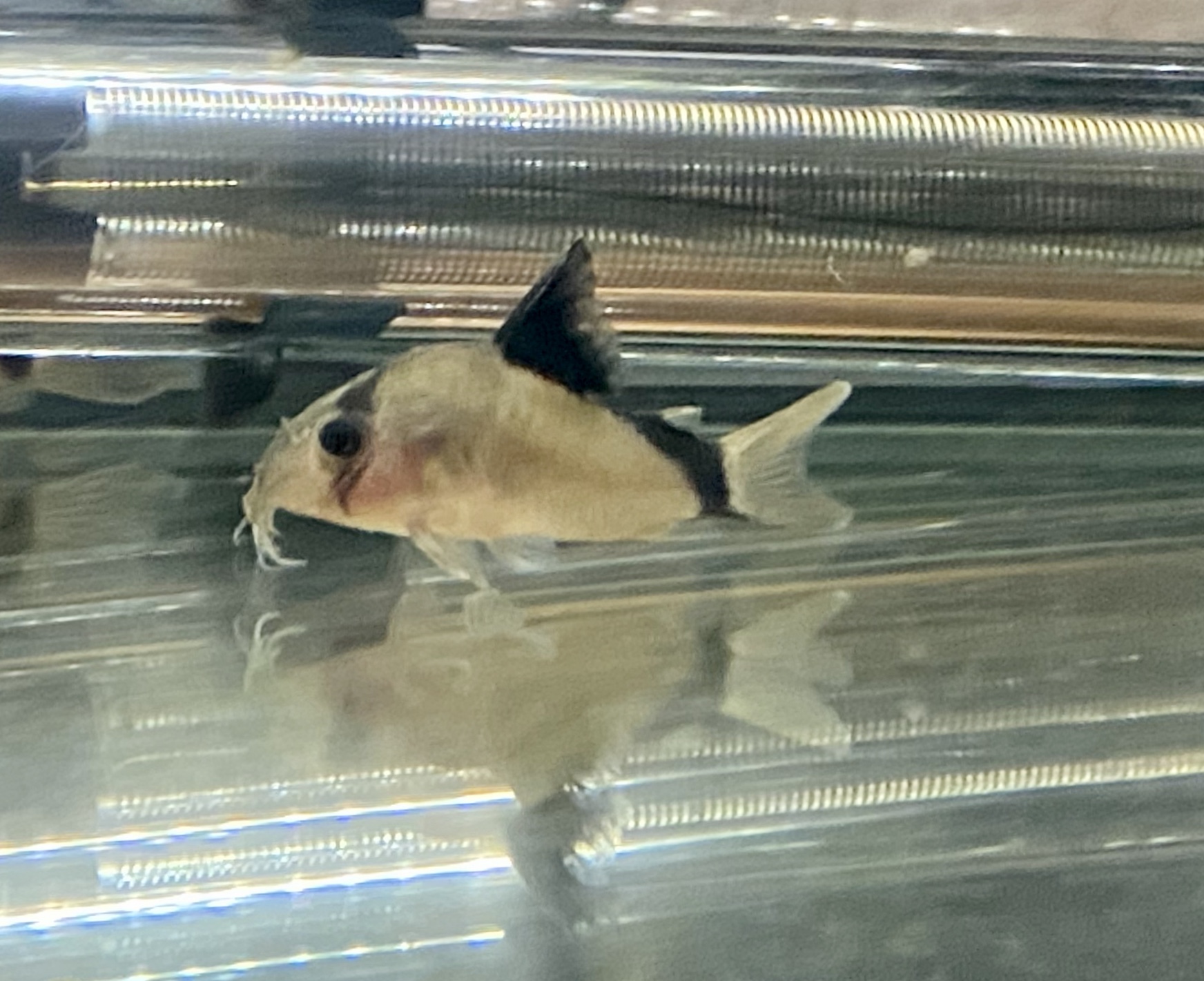 Freshwater Tropical Fish: Meate Cory Cat "Bandit" - Corydoras metae