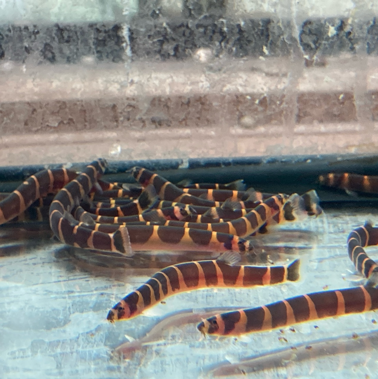 Freshwater Tropical Fish: Striped Kuhli Loach - Pangio kuhlii