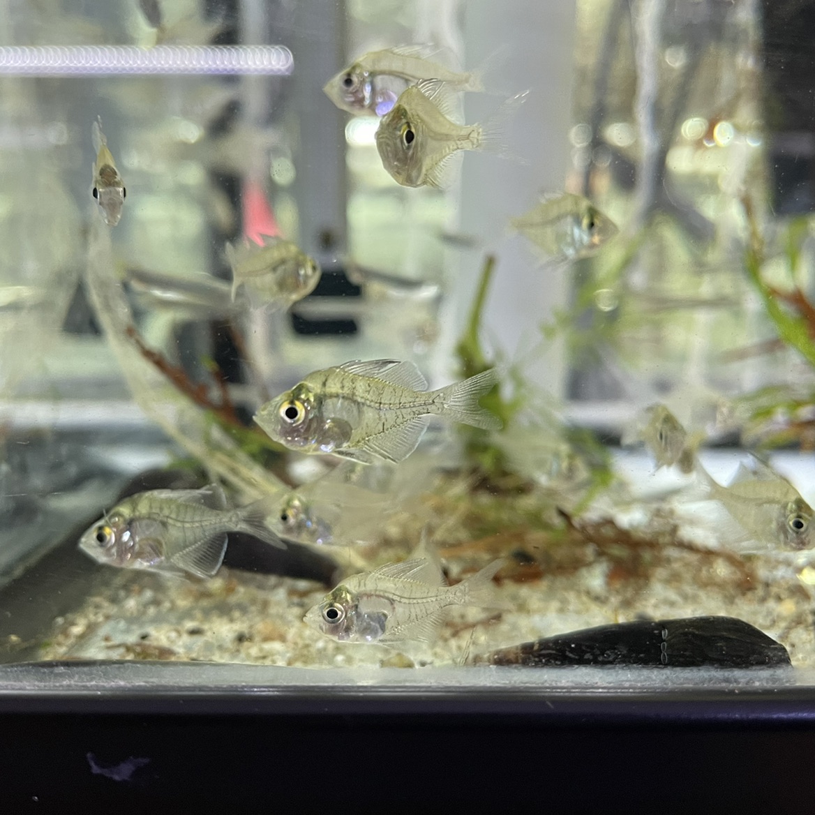 Freshwater Tropical Fish: Indian Glassfish (Parambassis ranga)