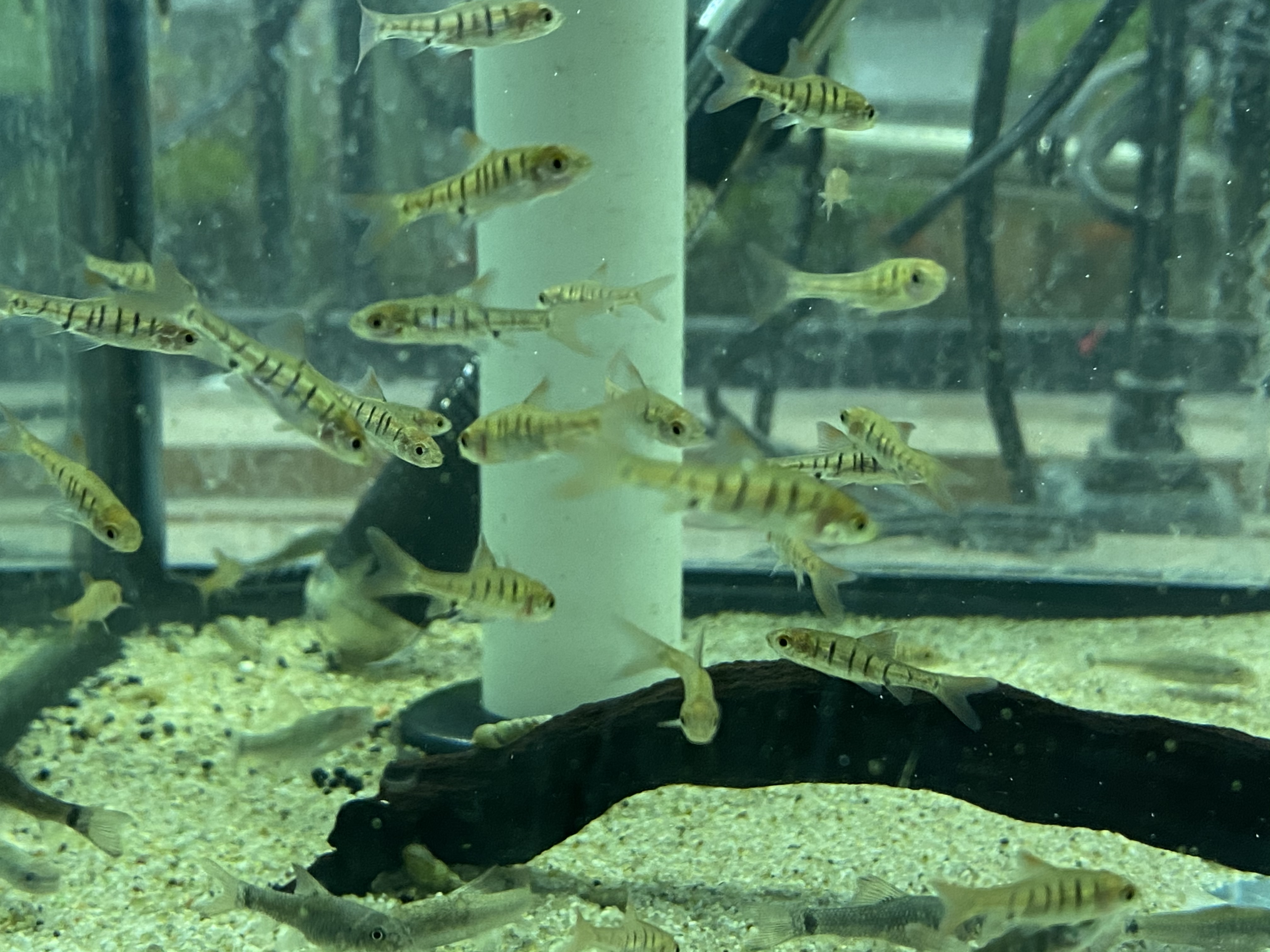 Freshwater Tropical Fish: African Banded Barb - Enteromius fasciolatus
