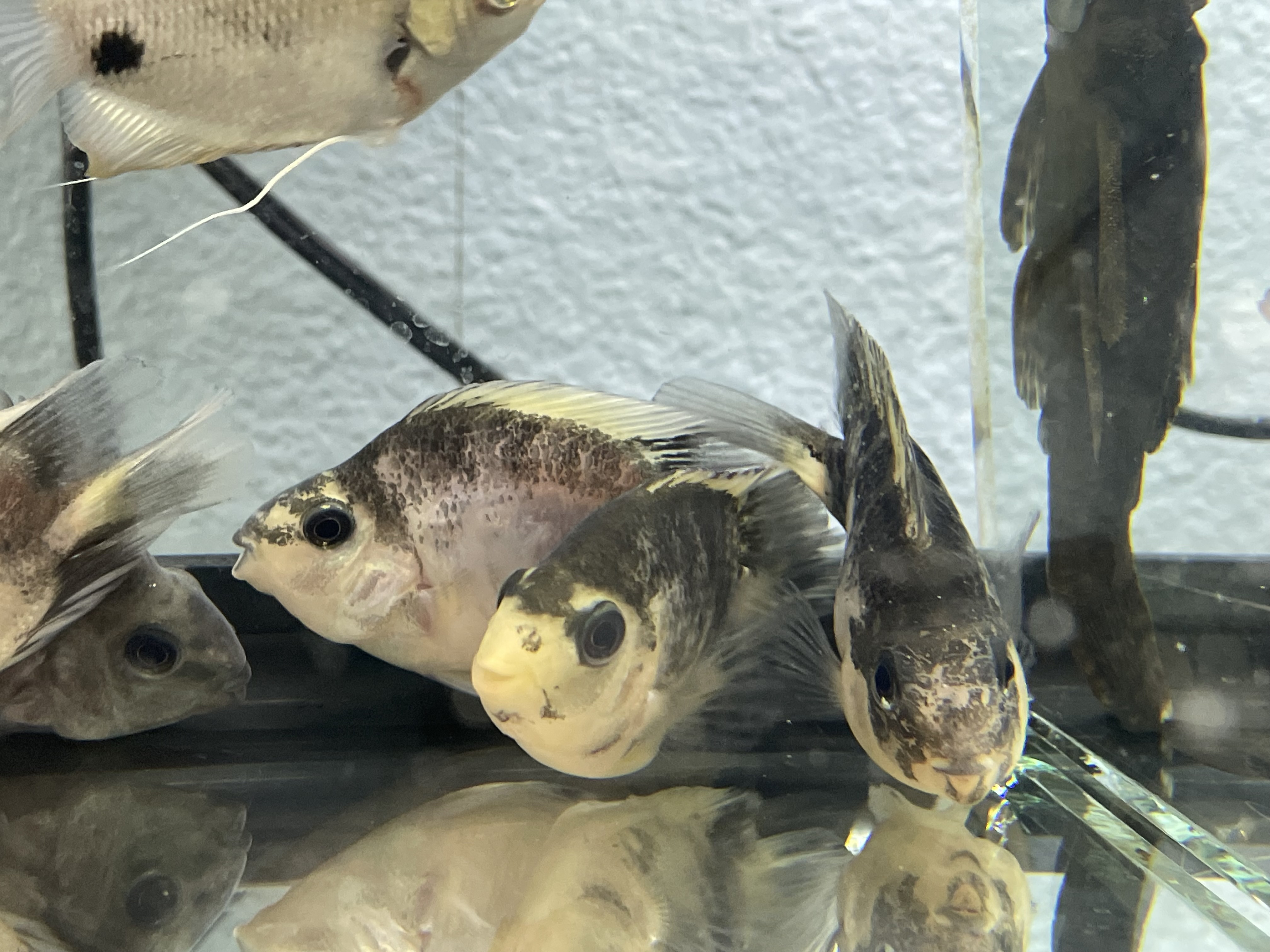 Freshwater Tropical Fish: Panda Parrot Cichlid