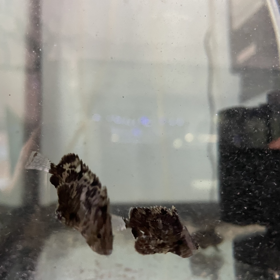 Oddball Tropical Fish: Leaf Goblinfish (Butterfly Goby) - NEOVESPICULA ...