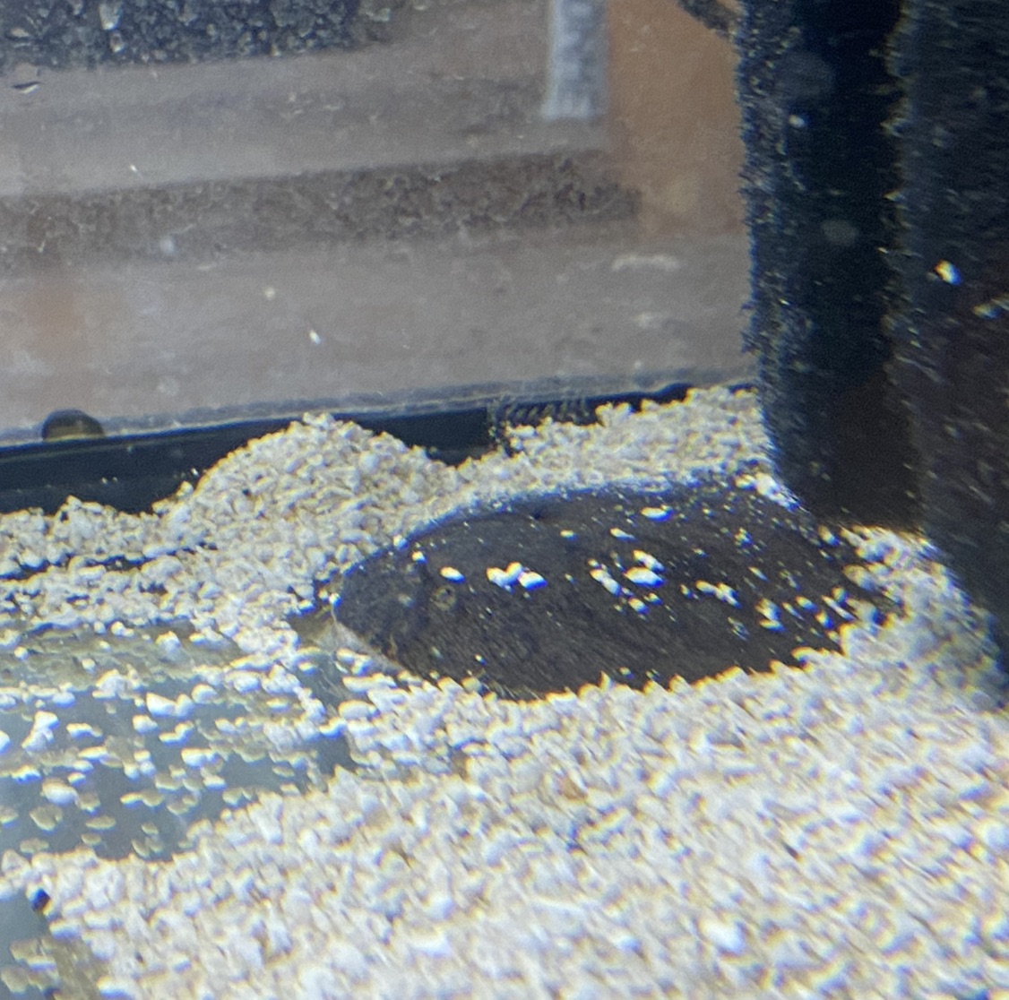 Oddball Tropical Fish: Freshwater Flounder - XL