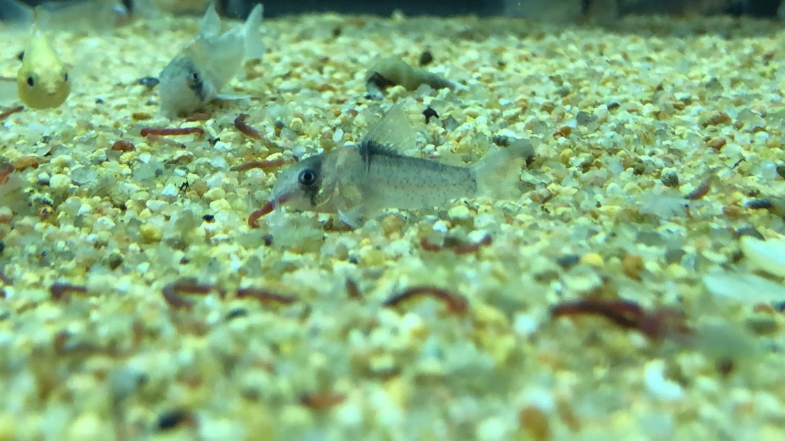 Freshwater Tropical Fish: Adolfoi Cory Cat - Corydoras adolfoi