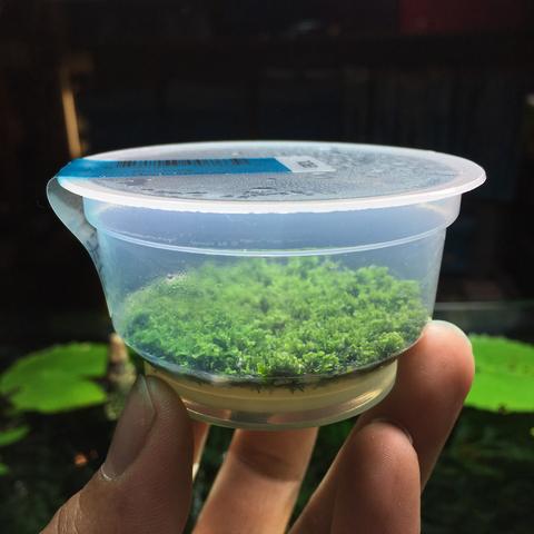 Aquarium Plants: ADA TISSUE CULTURE - MINI PELLIA (RICCARDIA CHAMEDRYFOLIA)