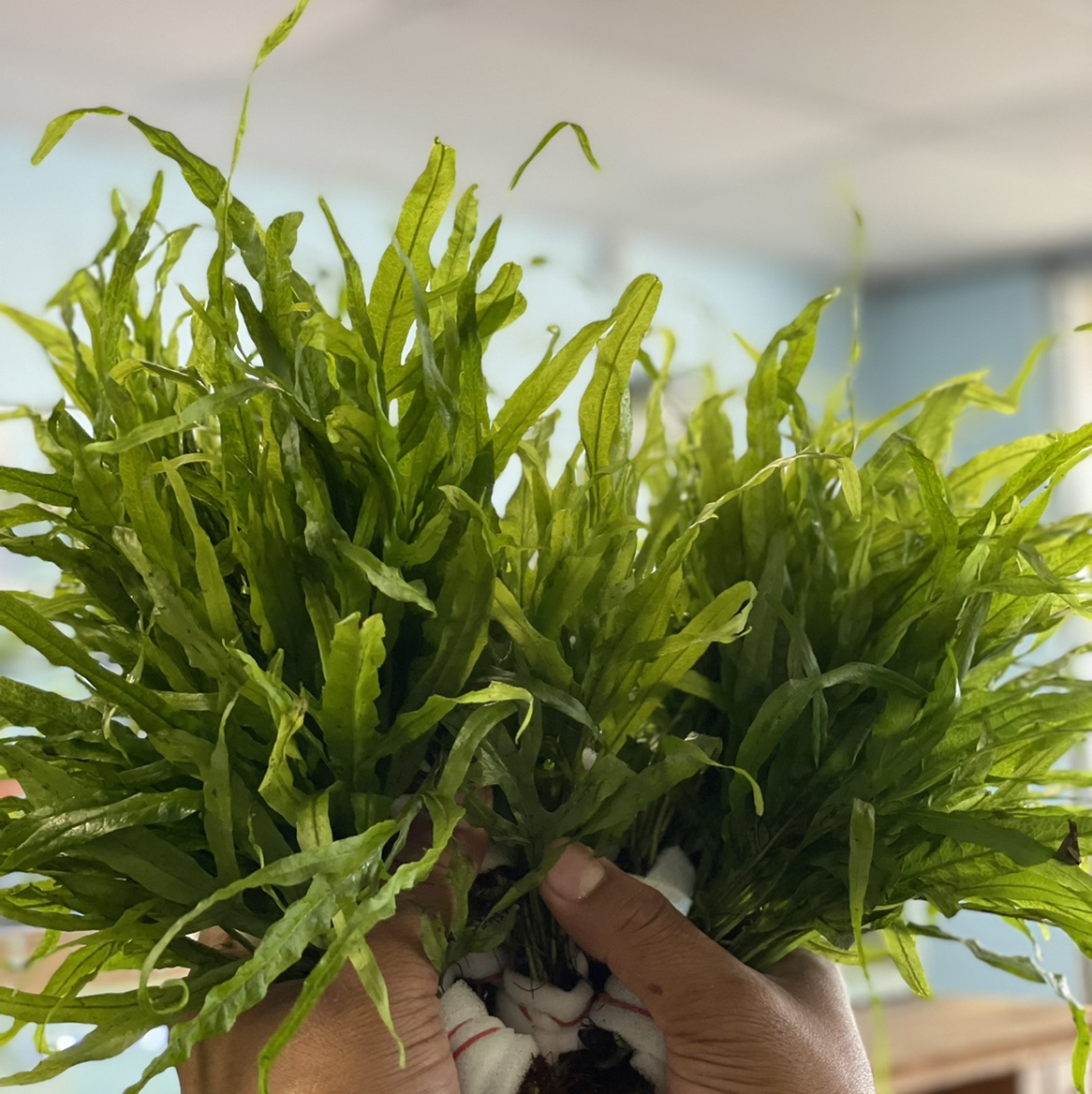 Aquarium Plants: Trident Fern - Trident Java Fern