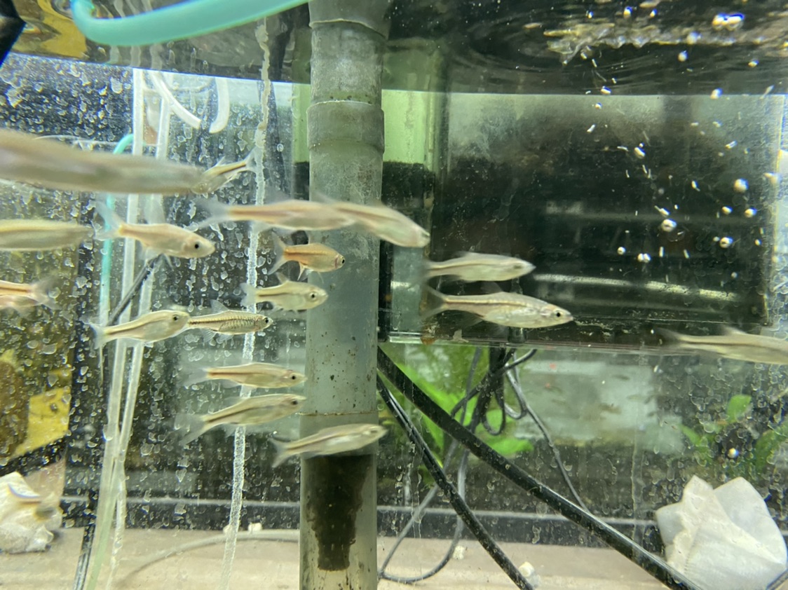 Freshwater Fish For Sale: Volcano Rasbora - Rasbora vulcanus