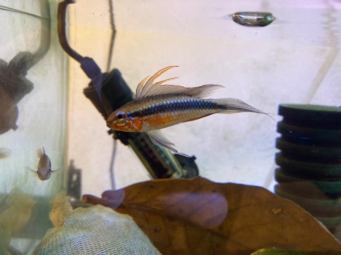Freshwater Tropical Fish: Triple Red Apisto / Triple Red Dwarf Cockatoo ...