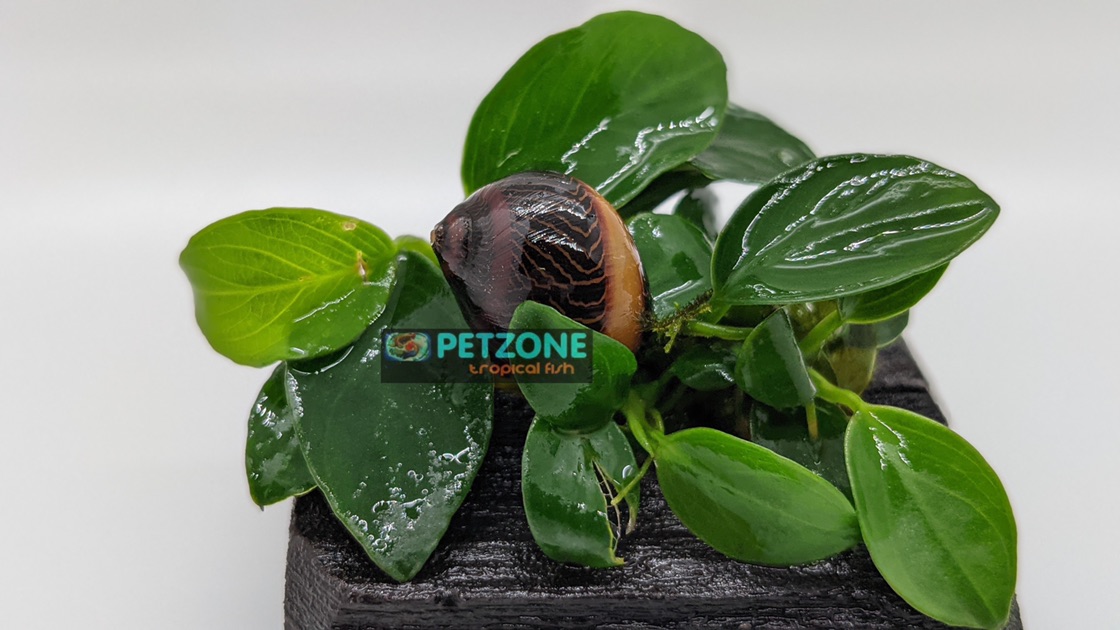 Freshwater Inverts: Red Racer Nerite Snail (Vittina waigiensis)