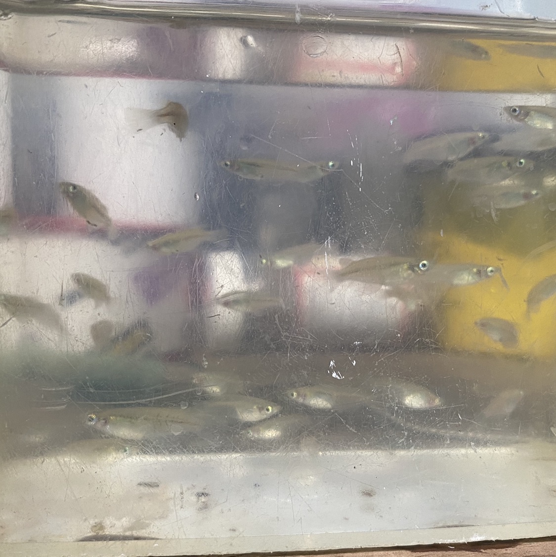Freshwater Tropical Fish: Indian Rice Fish - Oryzias dancena