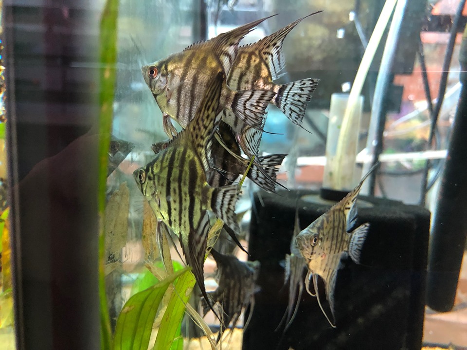 Freshwater Fish For Sale: Large Zebra Lace Angel - Pterophyllum Scalare