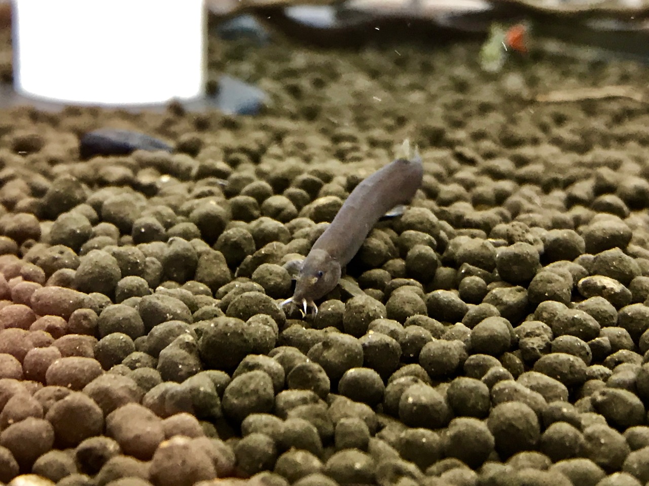 Freshwater Tropical Fish: Java Loach 'Black Kuhli Loach' - Pangio oblonga