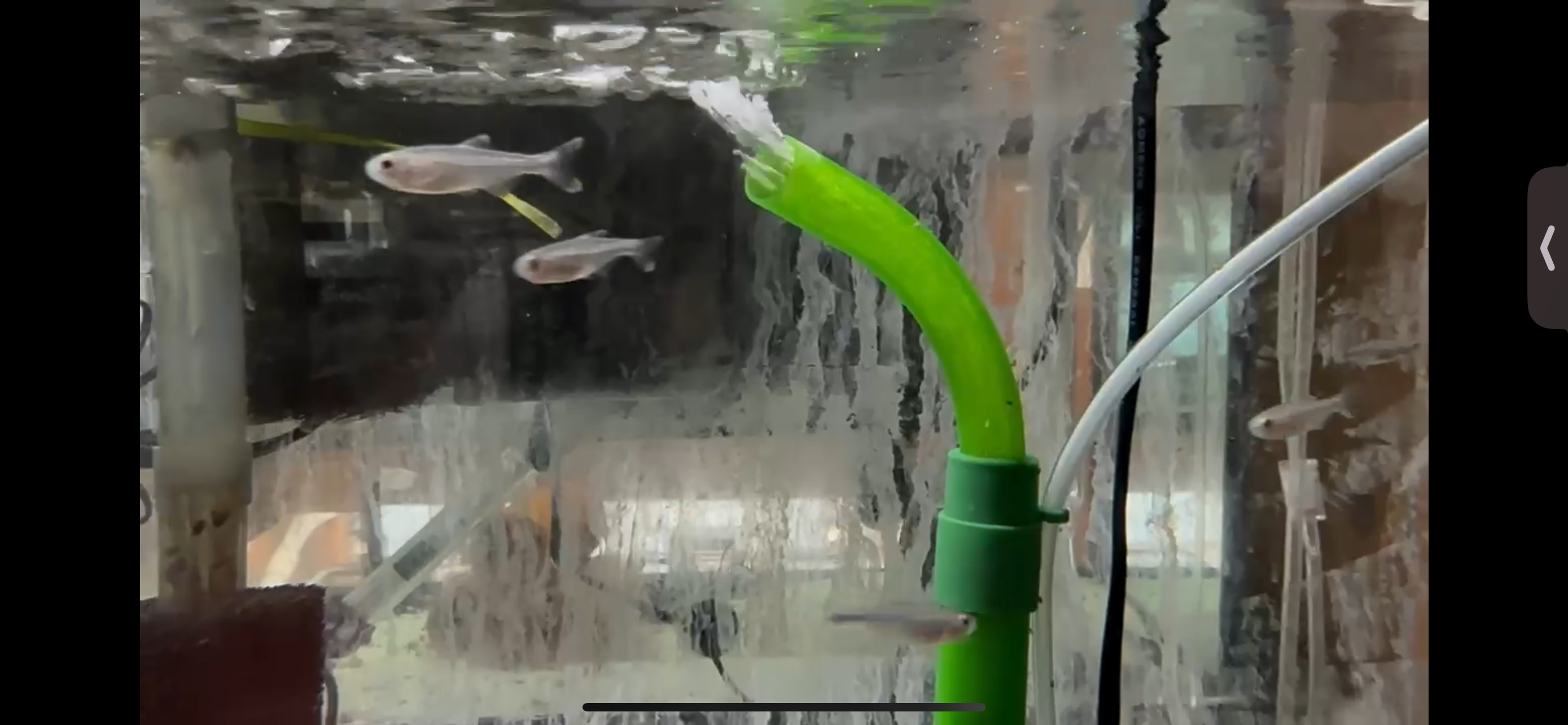 Freshwater Tropical Fish: King Blue Tetra - Conchu Blue Tetra