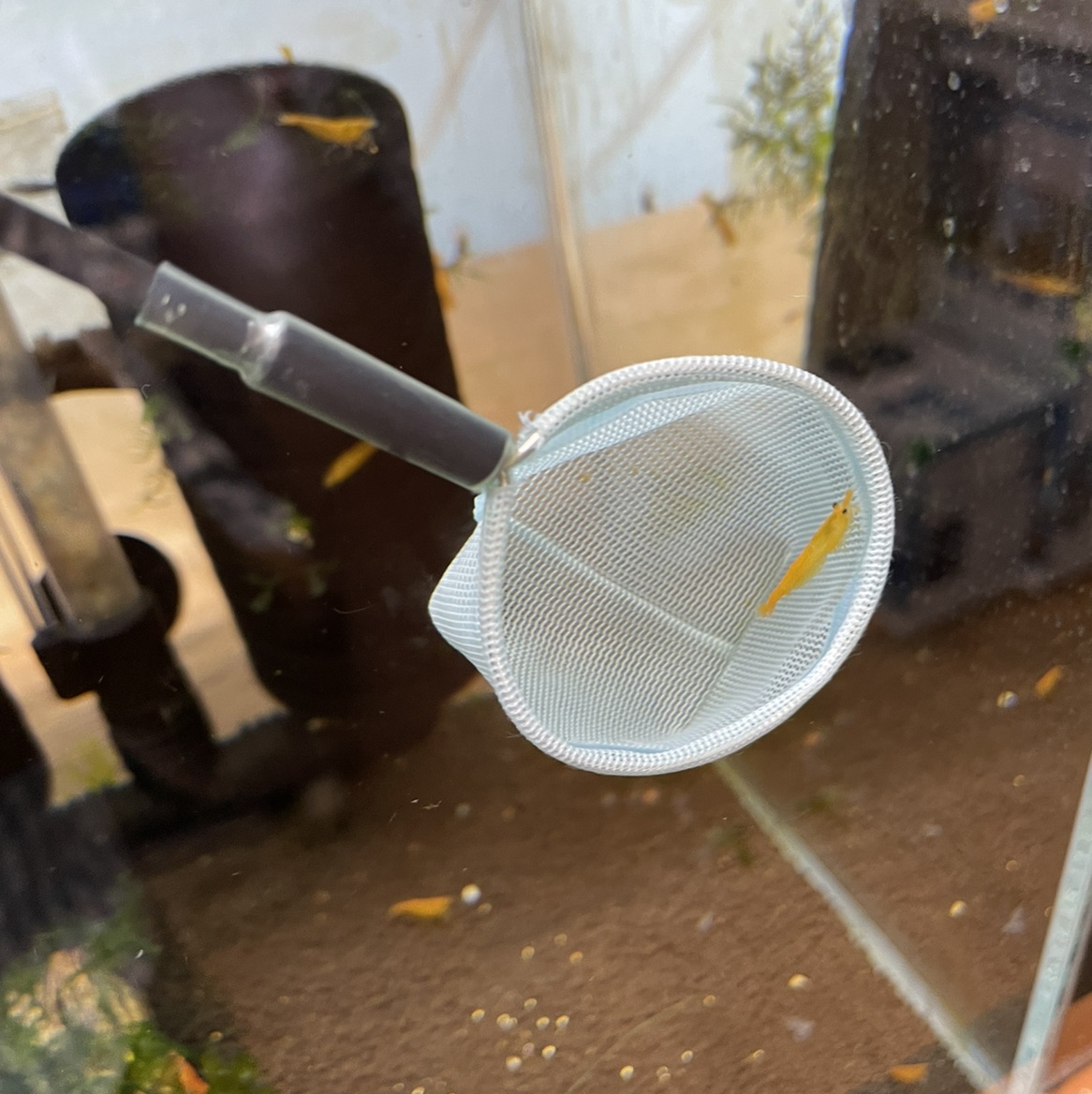 Aquarium Fish Nets: Shrimp Net - Adjustable Square Shaped Net