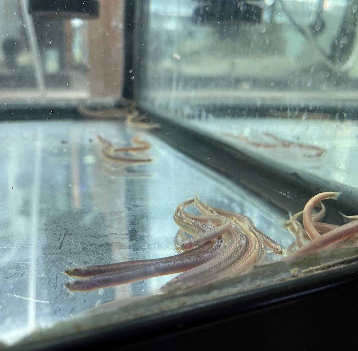 Neon Kuhli Loach - Pet Zone Tropical Fish - San Diego, California