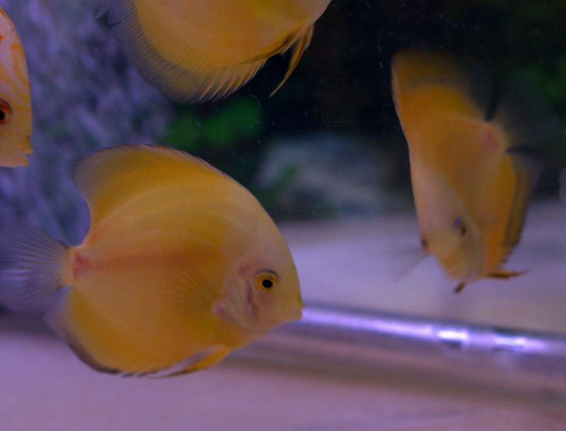 Sunshine Discus - Pet Zone Tropical Fish - San Diego, California