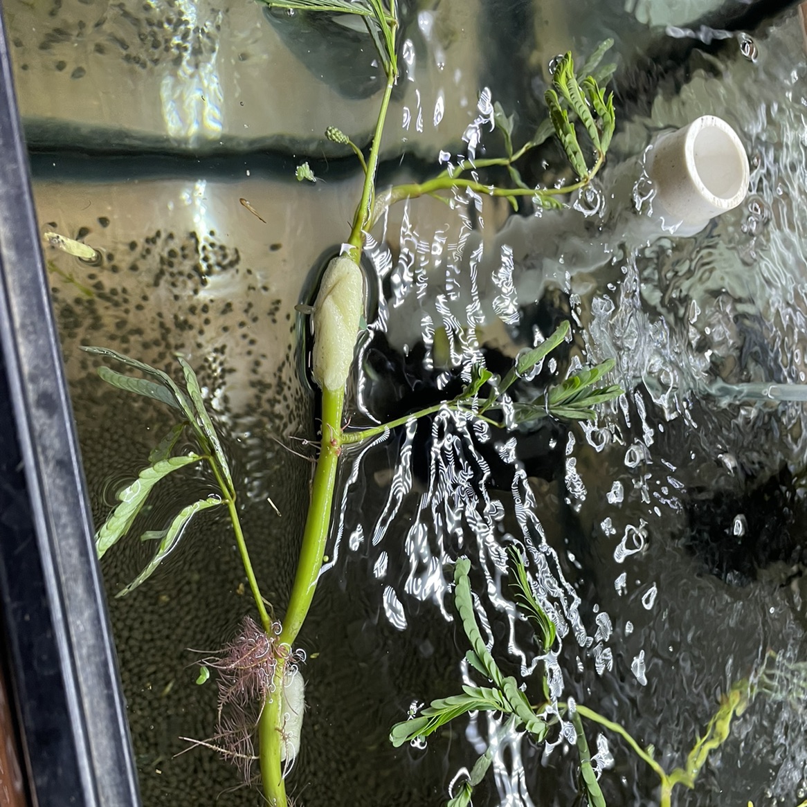 Aquarium Plants: Sensitive Plant Floater (Water Mimosa) - 'Neptunia ...