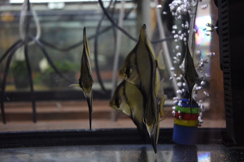 Brackish Water Tropical Fish: Mono Sebae