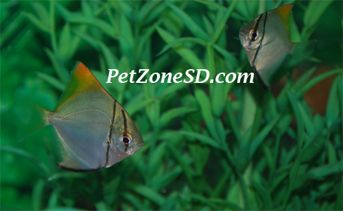 Mono Argentus - Brackish Water Tropical Fish