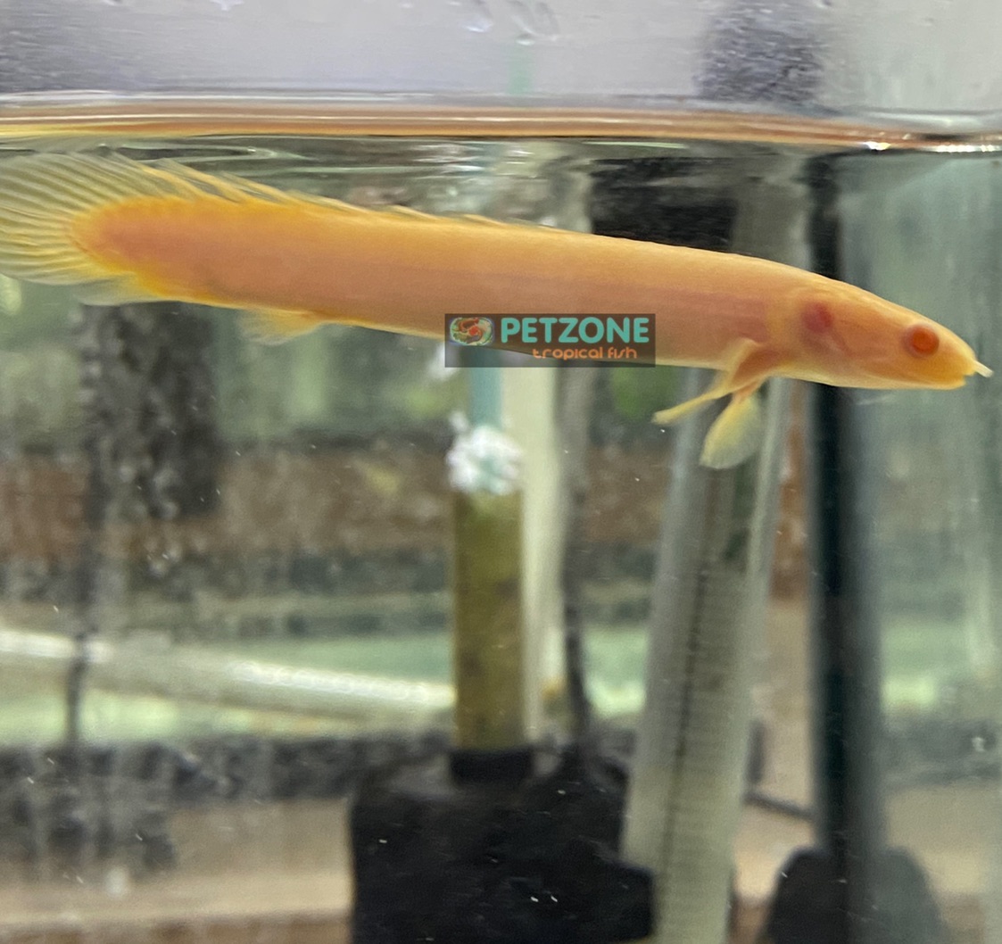 Tropical Fish For Sale: Albino Cuvier Bichir / Senegalus Bichir - Small ...