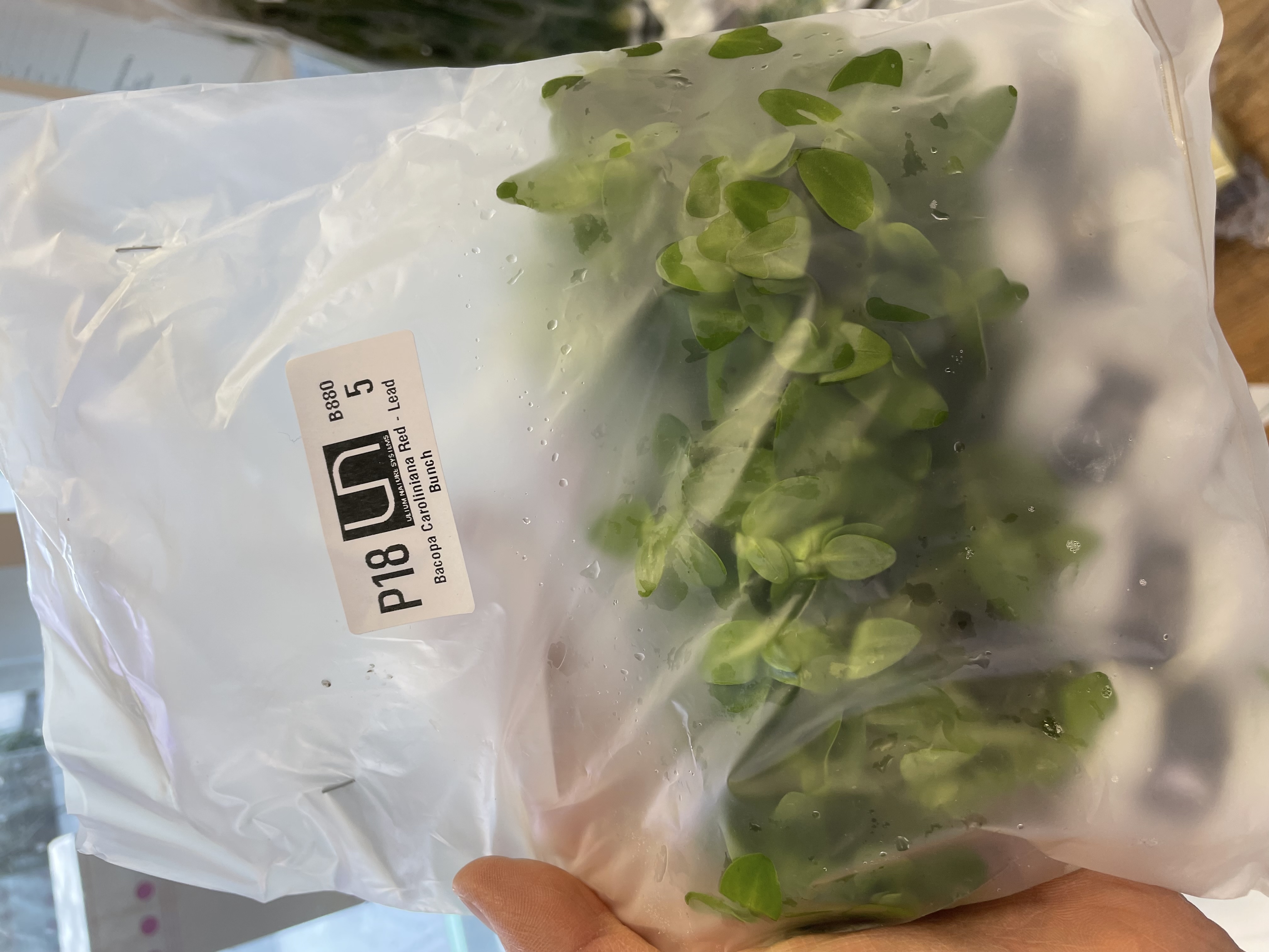 Bacopa Caroliniana Red - Pet Zone Tropical Fish - San Diego, California