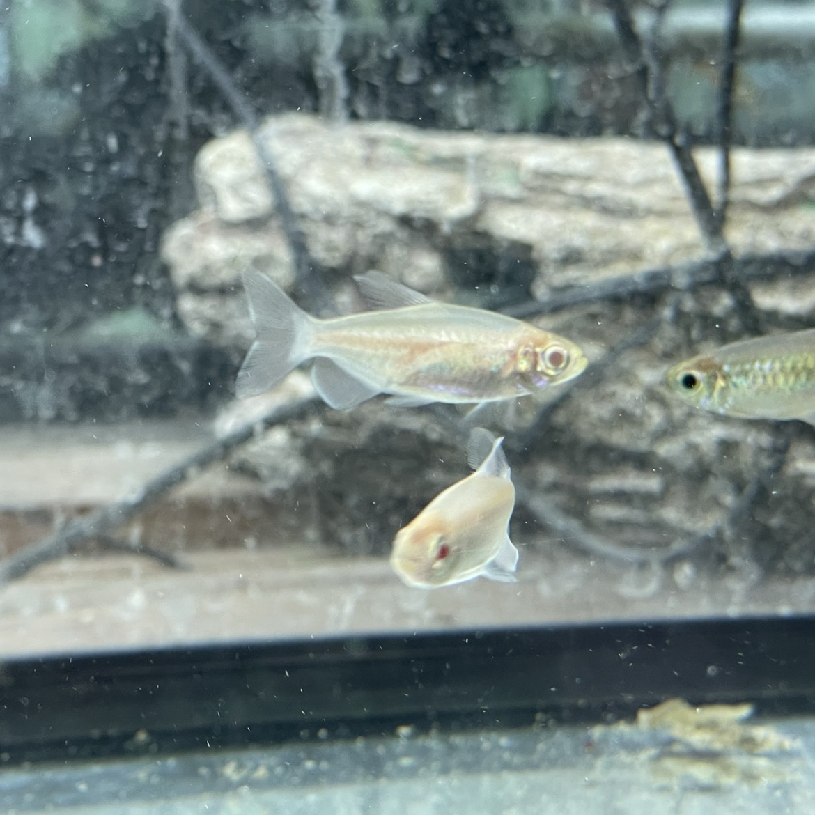 Freshwater Fish: Albino Congo Tetra