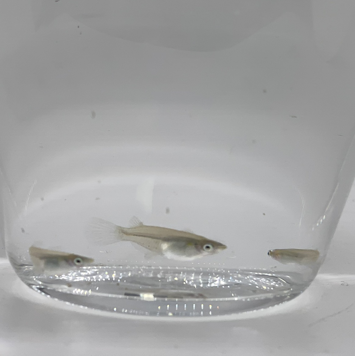 Freshwater Tropical Fish: JAVANESE RICEFISH (ORYZIAS JAVANICUS)