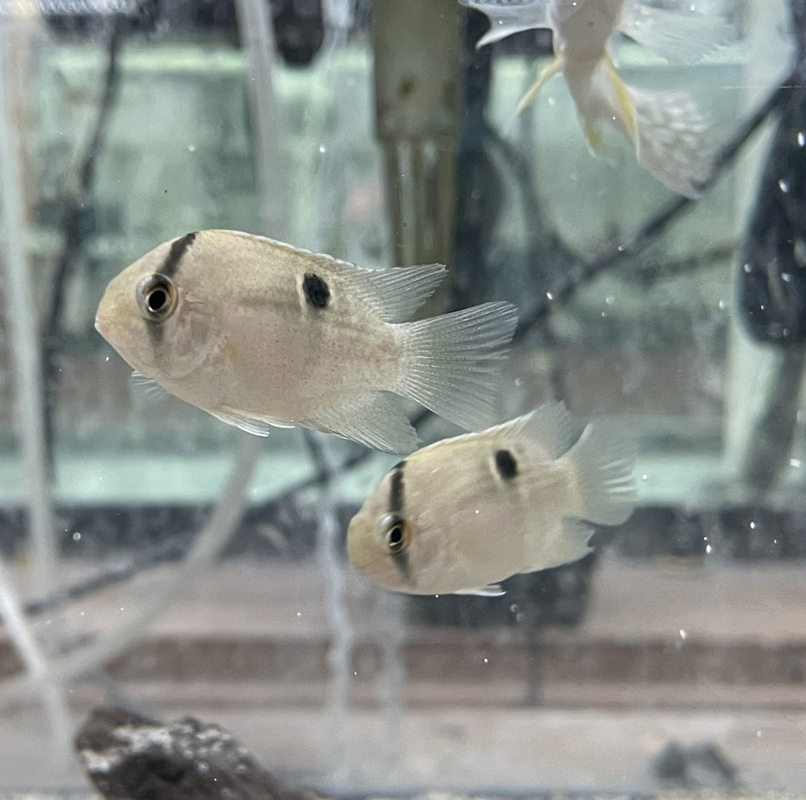 Freshwater Fish: Keyhole Cichlid - Cleithracara maronii