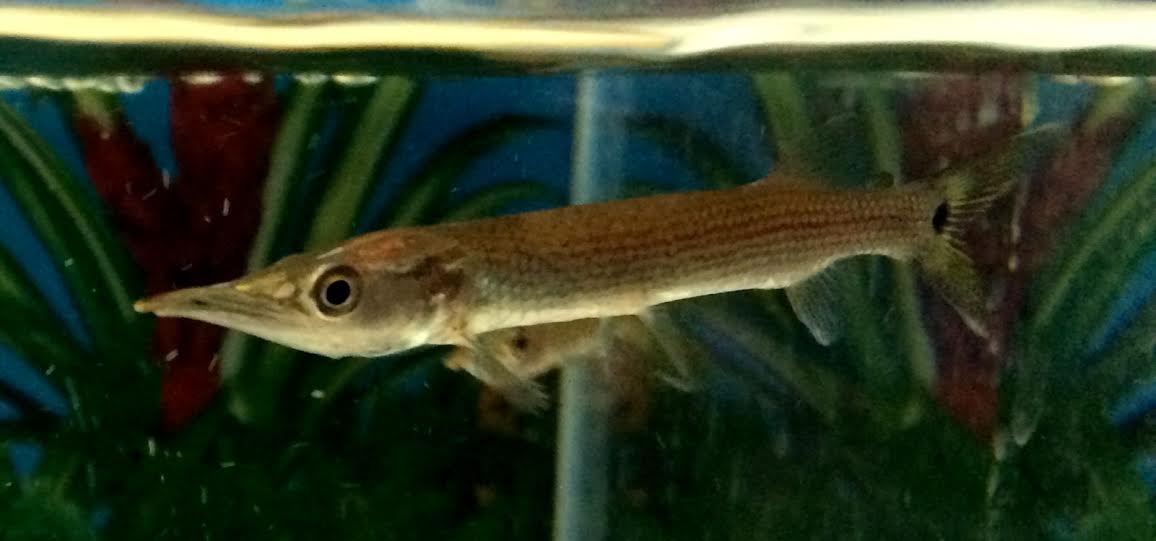 Carnivore Freshwater Fish: Hujeta Gar 'Rocket Gar' - Ctenolucius Hujeta ...