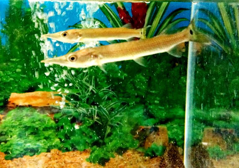 Carnivore Freshwater Fish: Hujeta Gar 'Rocket Gar' - Ctenolucius Hujeta ...