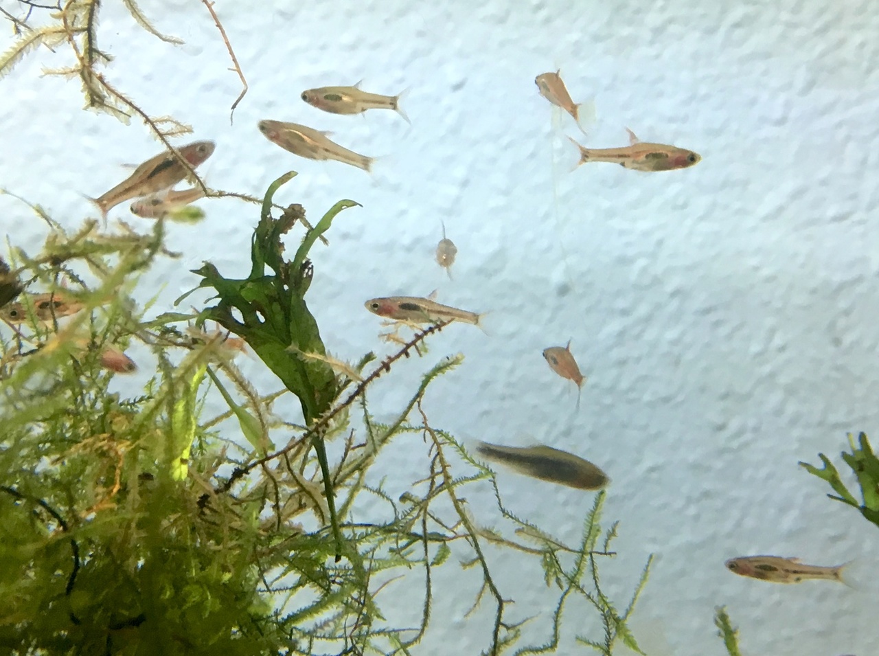 Freshwater Fish For Sale: Boraras brigittae - Mosquito Rasbora (Chili ...