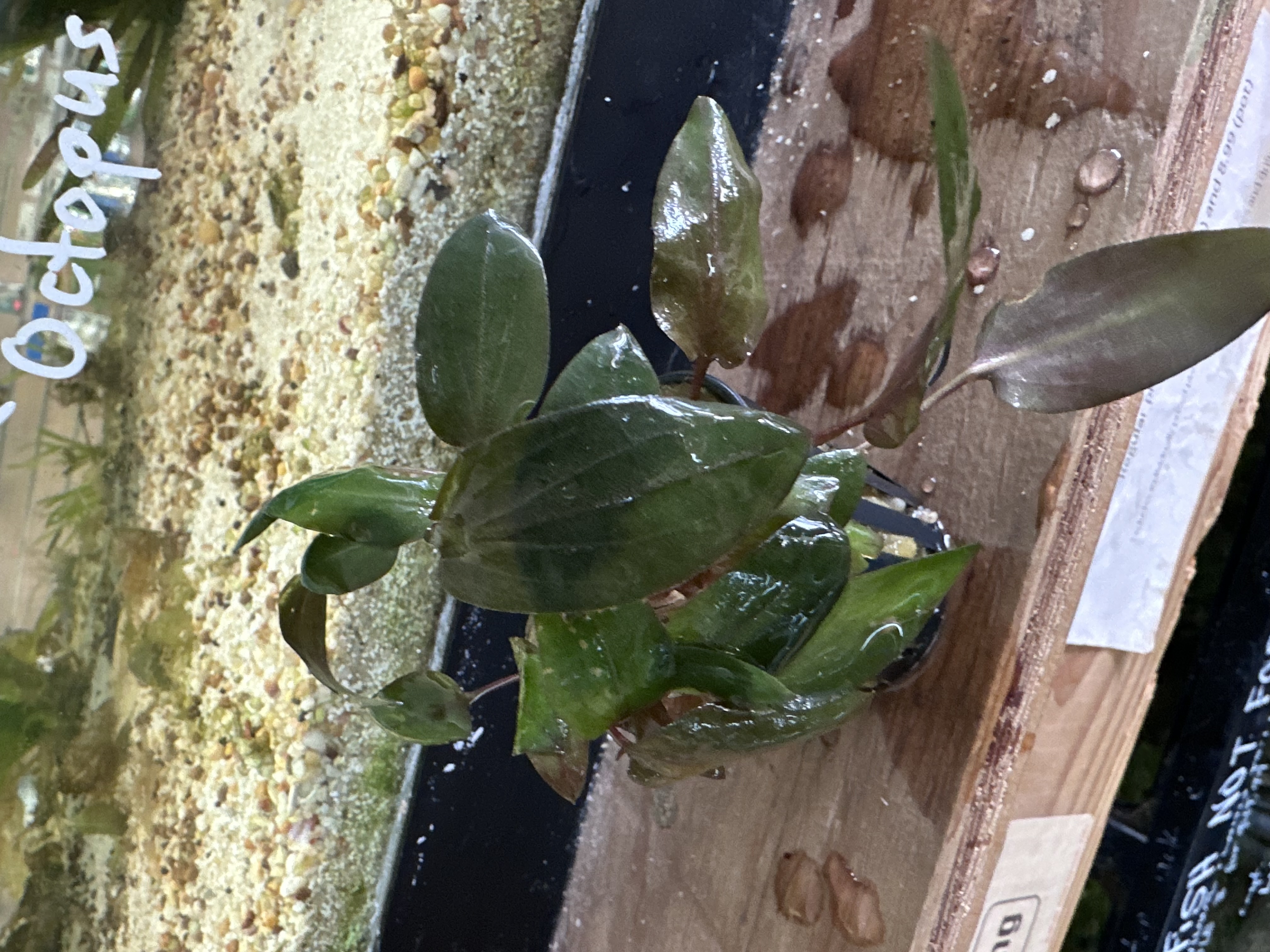 cryptocoryne walkeri