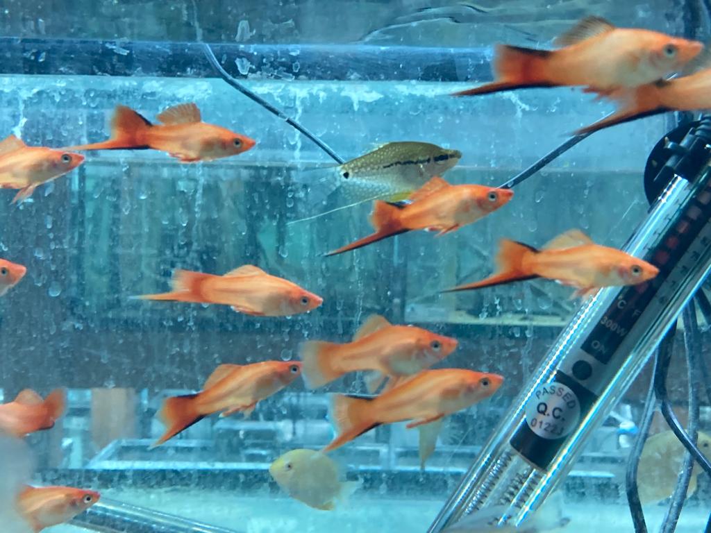 Freshwater Livebearer Fish: Solar Flare Twinbar Swordtail