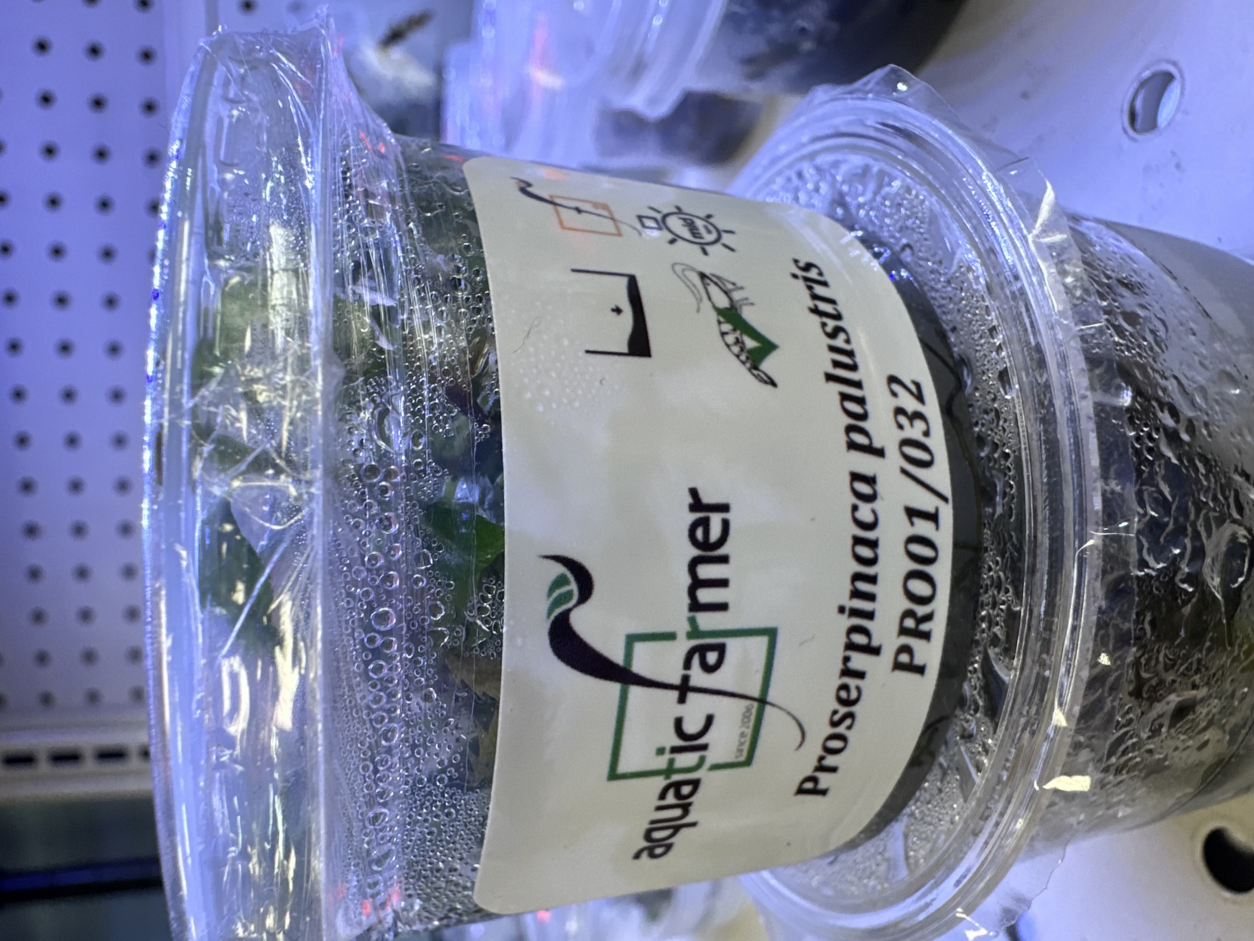 Aquarium Plants: PROSERPINACA PALUSTRIS UNS TISSUE CULTURE